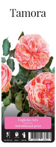 Роза Tamora