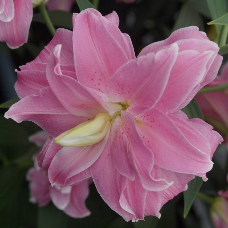 L103 Lotus Joy. Лилии