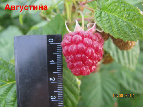 Августина малина