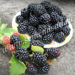 Вождь Джозеф ежевика