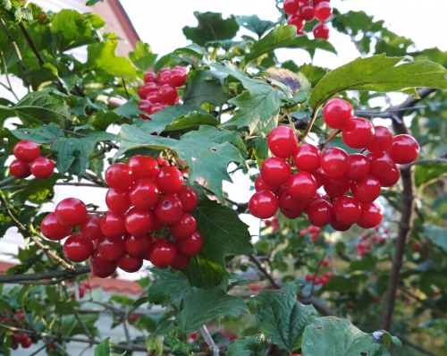 Калина Эликсир 3х-летн