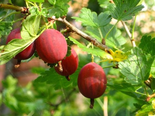 Серафим крыжовник