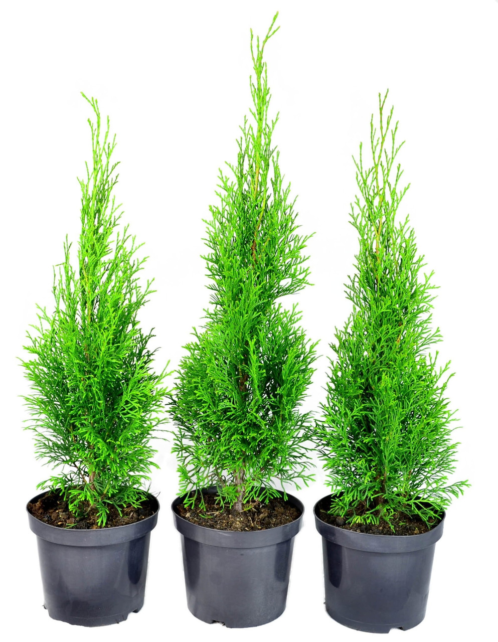 Туя западная (Thuja occidentalis Smaragd) C3 60-80