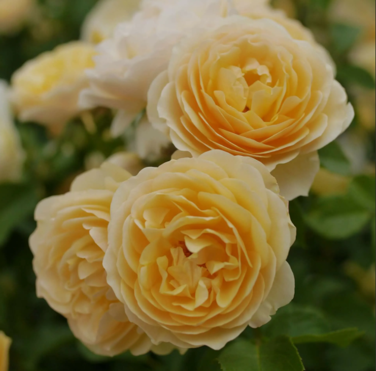 Graham Thomas. привитая.Английская