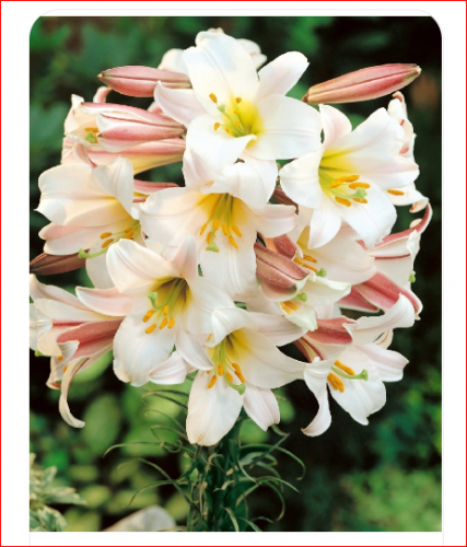 .Лилия Регале/Регале Альбум 1 уп. (2 шт.). ДИАМЕТР ЦВЕТА ДО 25 СМ ...