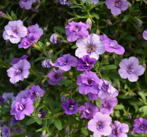 Калибрахоа Aloha Double Lavender
