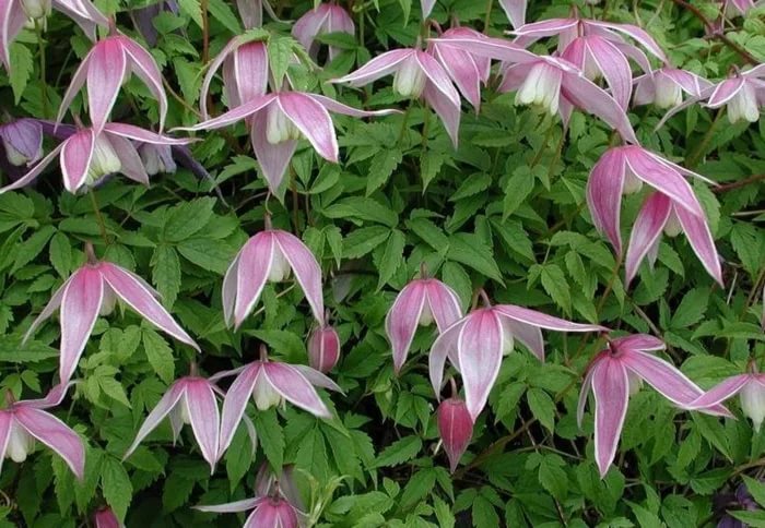 Pink Delight. Миниатюрные