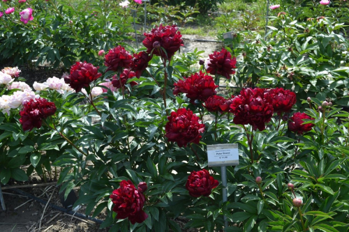 Peter Brand. Пион