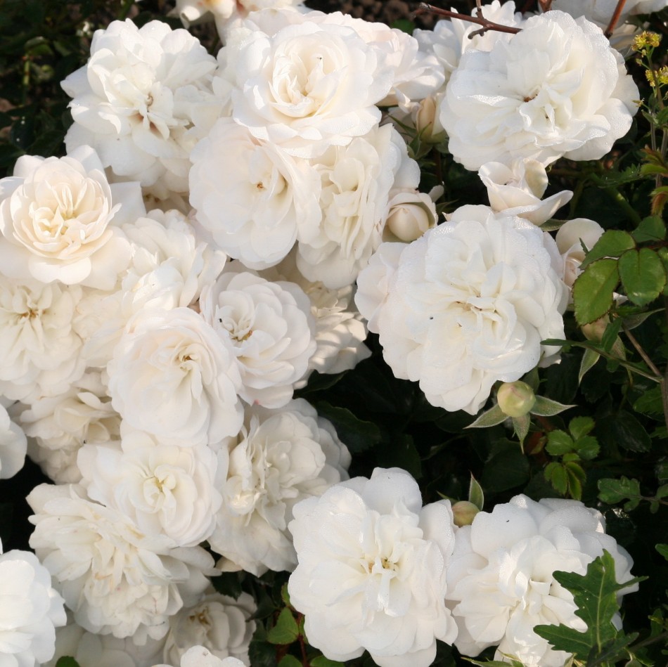 Kastelruther Spatzen 60 см. Tantau на штамбе