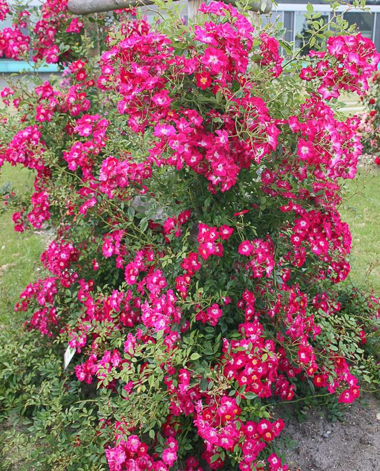 Libertas. плетистые повторноцветущие