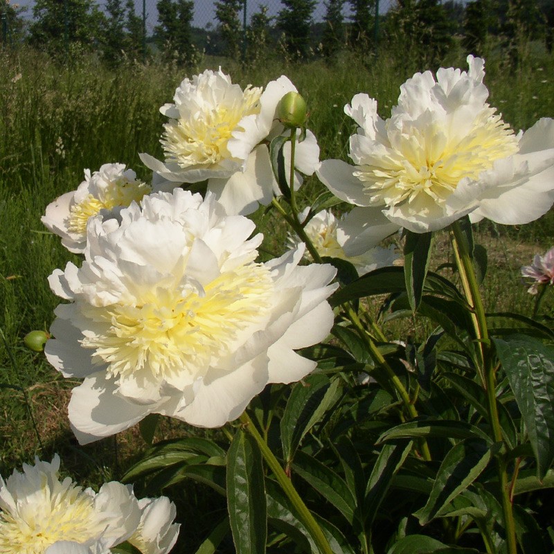 Honey Gold. Ханни Голд