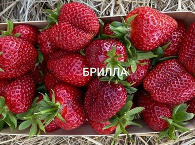 Земляника Брилла