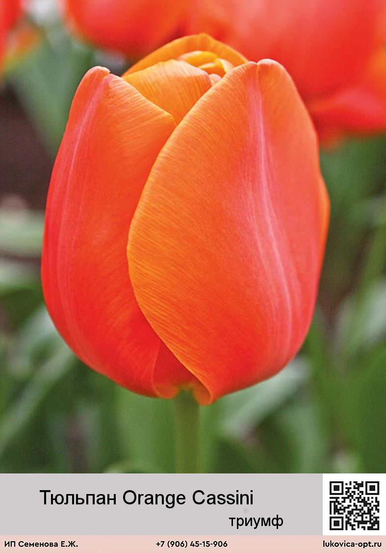 Тюльпан Orange Cassini (Триумф)