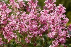 сирень Pink Perfume Пинк Парфюм