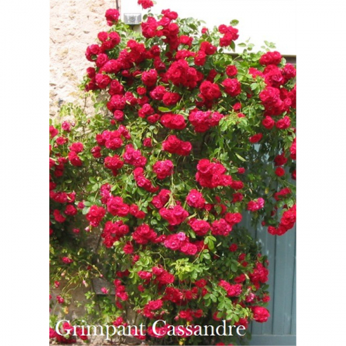 Роза Grimpant Cassandra Гримпан Кассандр (ОКС). Братья Топалович ...