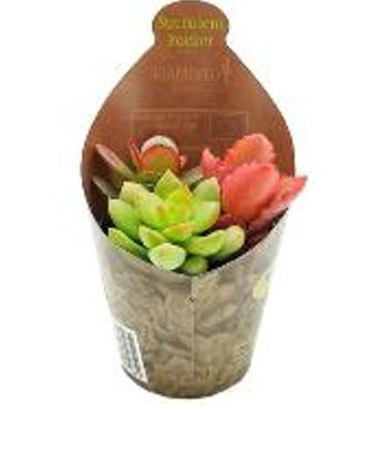 Суккулент Микс (микс в кашпо)