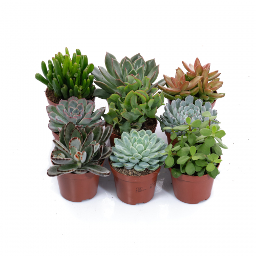 Суккулент Микс