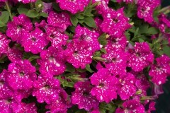 Петуния мультифлора Dot Star Deep Pink/ Дот Стар Дип Пинк
