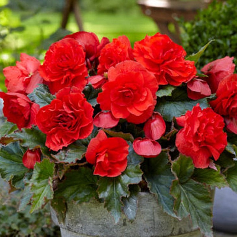 Бегония Cascade Odorosa Red Sunset