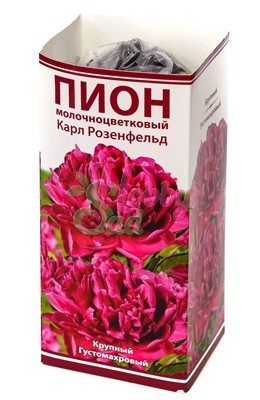 Пион Карл Розенфельд 2-3 (1 шт) Поиск ХИТ
