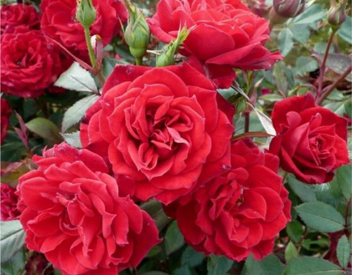 Red Rascal. Миниатюрные