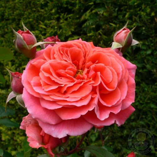 Cimarosa. Флорибунды и полиантовые