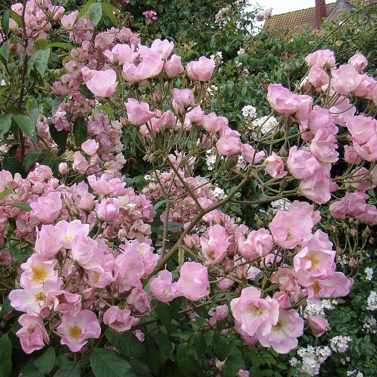 Pretty Pink. Мускусные