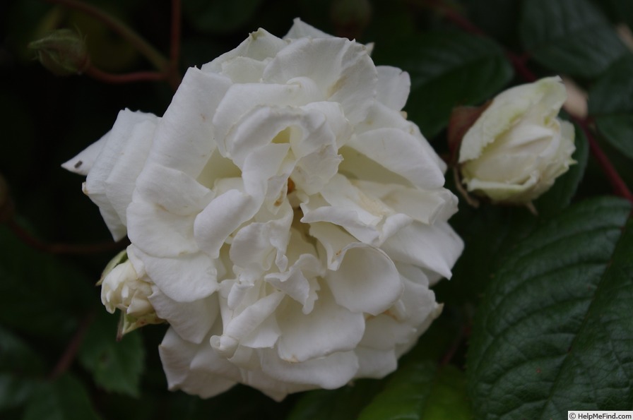 Madeleine Selzer. Плетистые