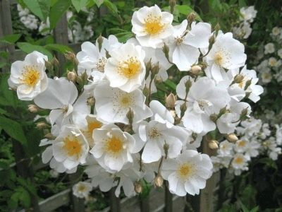 Bobby James. Плетистые