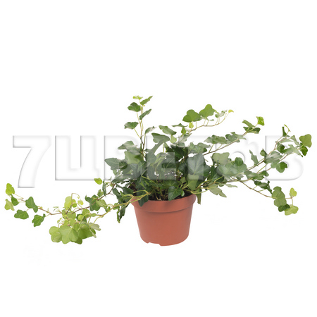 Хедера хеликс Вандер