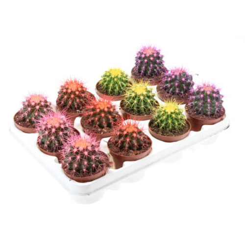 Эхинокактус Грузони крашеный микс