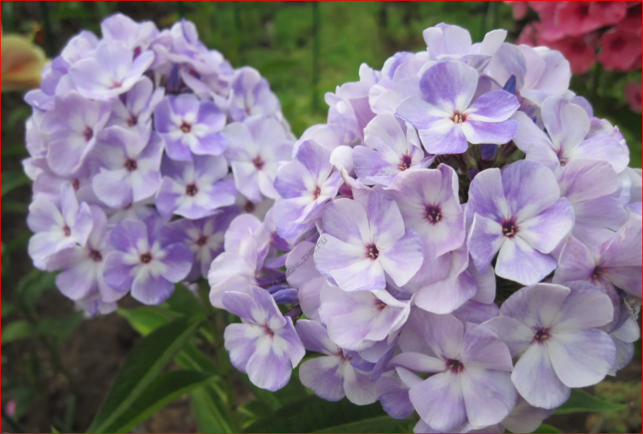 Флокс Лайт Блю 1 шт.уп.