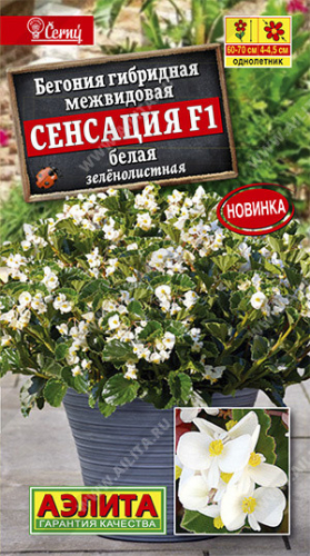 1311 Бегония Сенсация F1 белая зеленолистная 7 шт