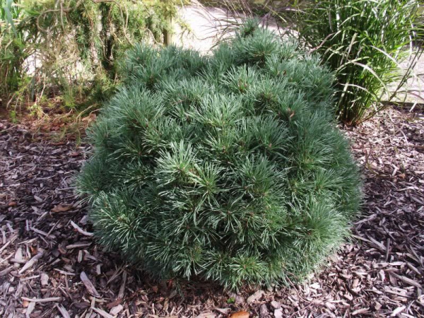 Сосна обыкновенная (Pinus sylvestris Doone Valley) С7,5 РА 50.