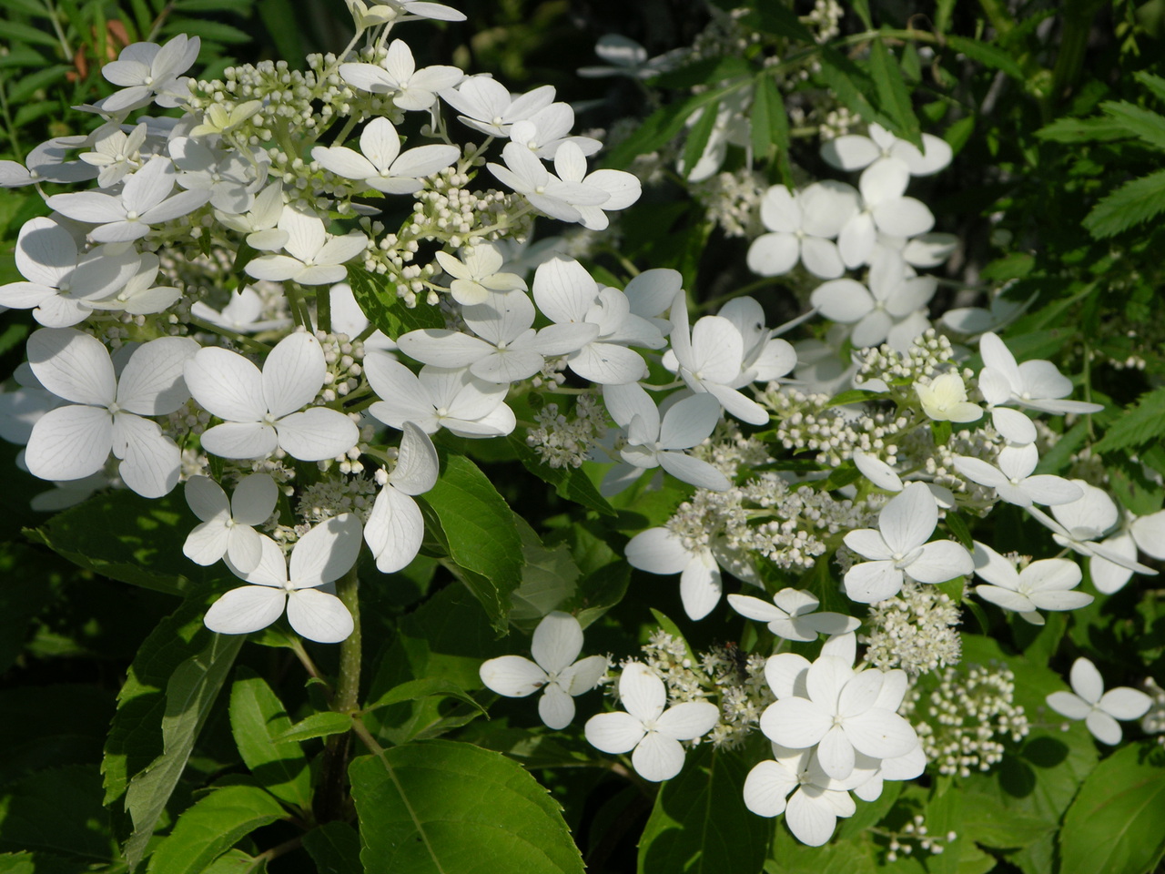 Гортензия метельчатая (Hydrangea paniculata Magical Starlight) C2/3