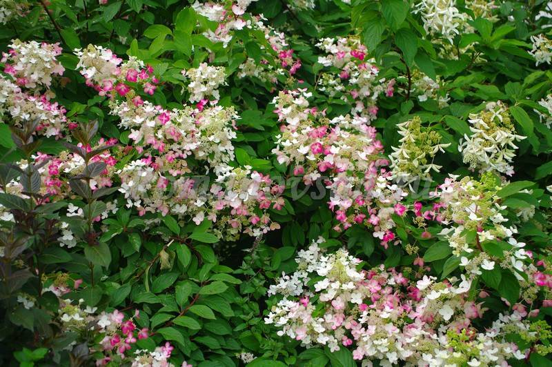 Гортензия метельчатая (Hydrangea paniculata Angels Blush ) С3 40-60