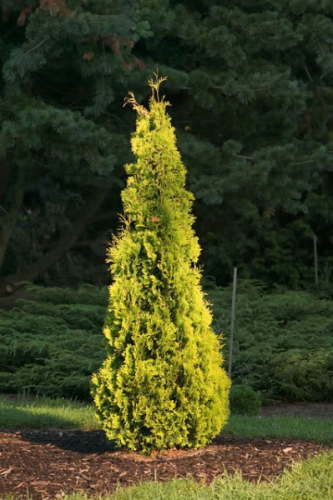 Туя западная (Thuja occidentalis Yellow Ribbon)