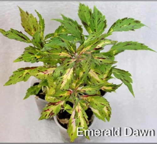 Колеус emerald dawn