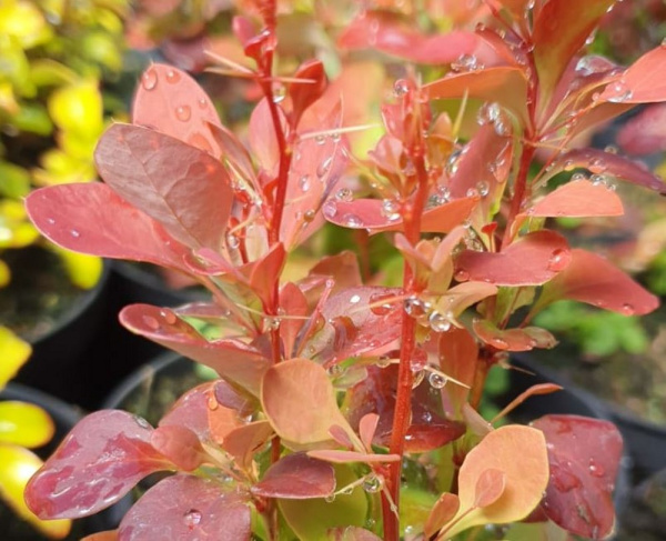 Барбарис Тунберга (Berberis thunbergii Florence) C2