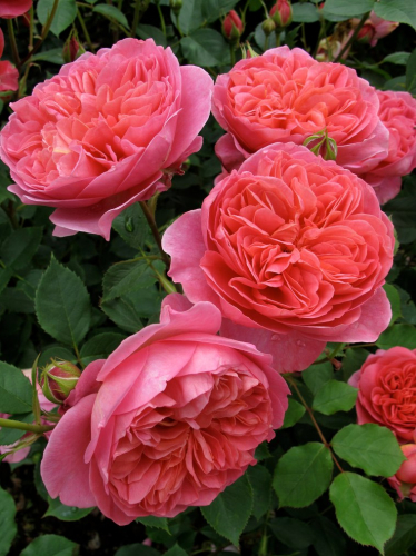 Роза парковая Боскобель