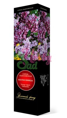 Сирень Колхозница обыкновенная. Поиск