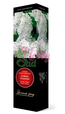 Сирень Галина Уланова обыкновенная. Поиск