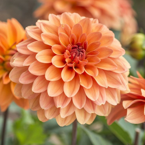 Summer Flame