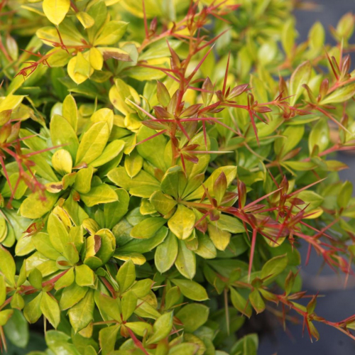 Berberis med. Dual Jewel C2 (20-30). Барбарис