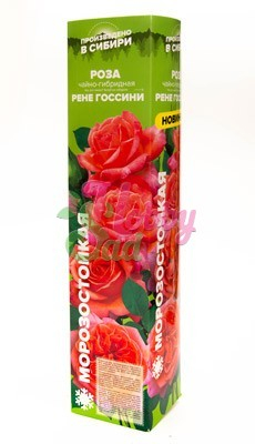 Роза Рене Госсини Чайно-гибридная (1 шт. в коробке) Семена Алтая Новинка!