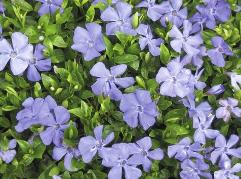 Барвинок малый (Anna C2 ). Остаток шт >50