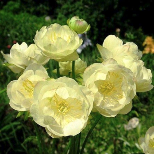 Купальница Cheddar C2