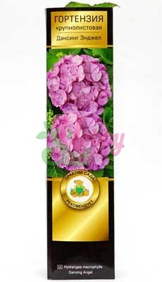 Гортензия Дансинг Энджел крупнолистовая Поиск