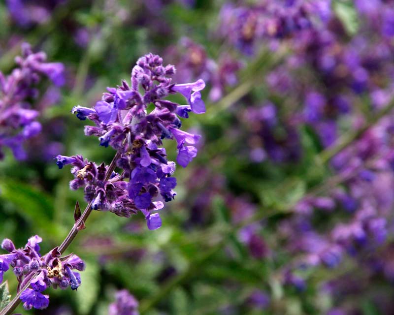 Котовник Фассена (Nepeta faassenii Six Hills Giant P9 ). Остаток шт 40