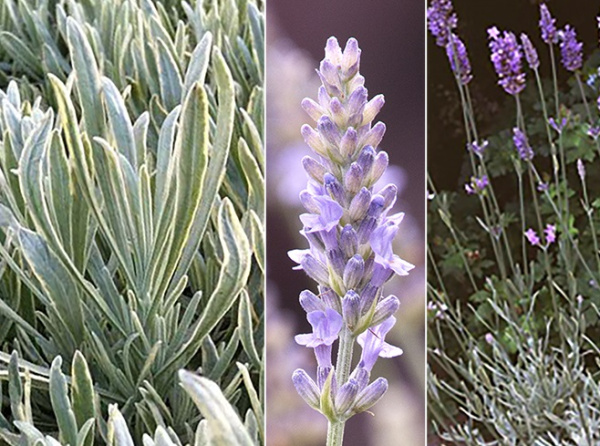Лаванда узколистная (Lavandula angustifolia Silver Edge P9 ). Остаток шт 85